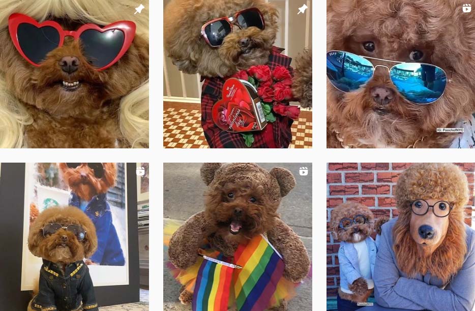 The "Bob Ross of Dogs"